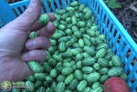 Tout savoir sur le cucamelon