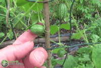 Tout savoir sur le cucamelon