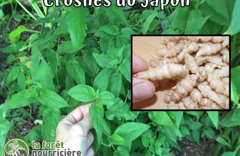 Crosnes du Japon Stachys affinis tubercules comestibles